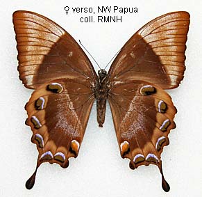 Papua Insects Foundation (Lepidoptera/Papilionidae/Papilio ulysses)